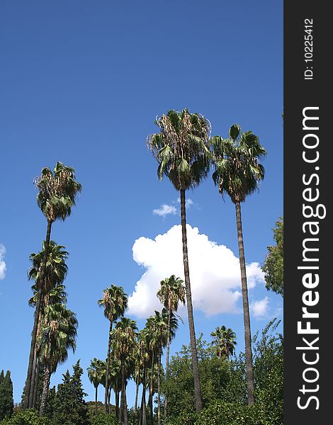 28+ Spanish palms Free Stock Photos - StockFreeImages