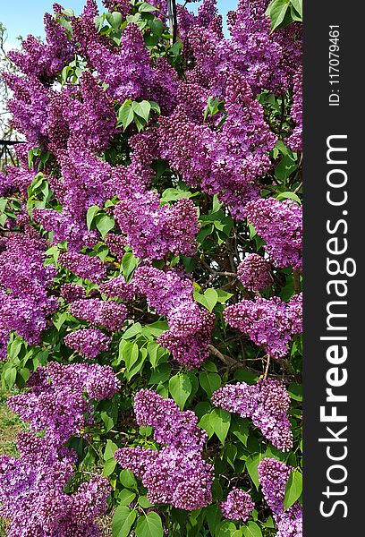 410+ Fresh lilac Free Stock Photos - StockFreeImages