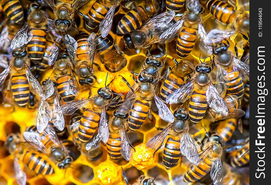 94+ Busy bees Free Stock Photos - StockFreeImages