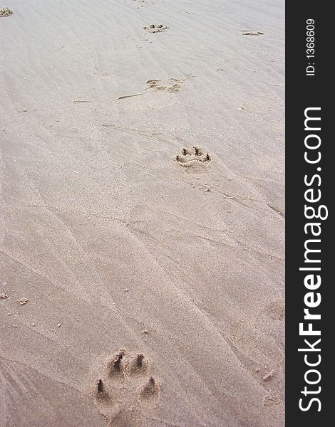 10+ Beach paw prints Free Stock Photos - StockFreeImages