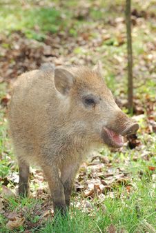 870+ Small wild animals Free Stock Photos - StockFreeImages