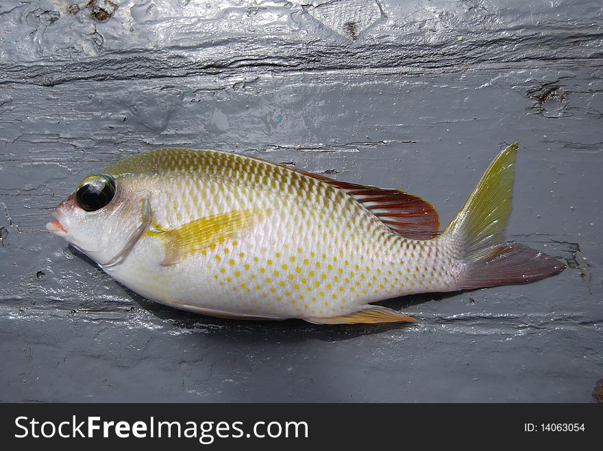 2+ Sea fish laid floor Free Stock Photos - StockFreeImages