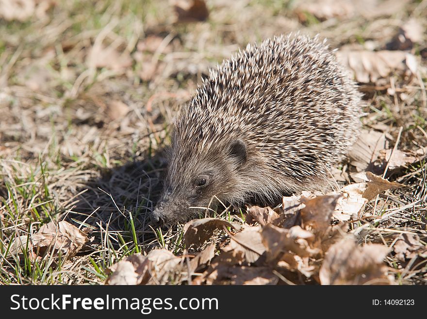 4+ Beautiful asian hedgehog Free Stock Photos - StockFreeImages