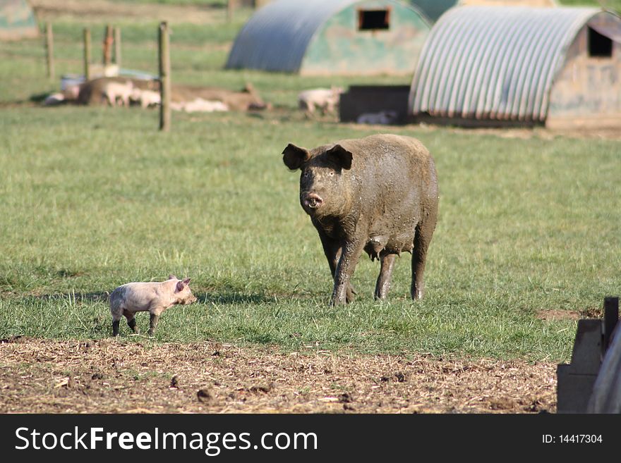 3+ Mother pig her baby piglet Free Stock Photos - StockFreeImages