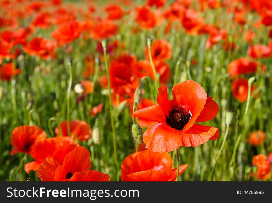 23+ Canicular day Free Stock Photos - StockFreeImages