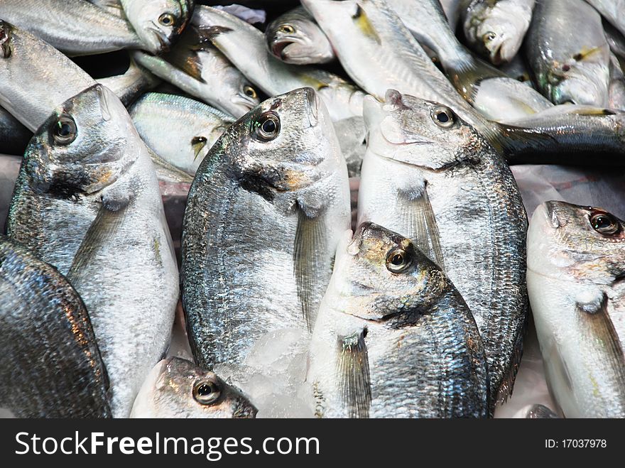 16+ Fresh red bream fish Free Stock Photos - StockFreeImages