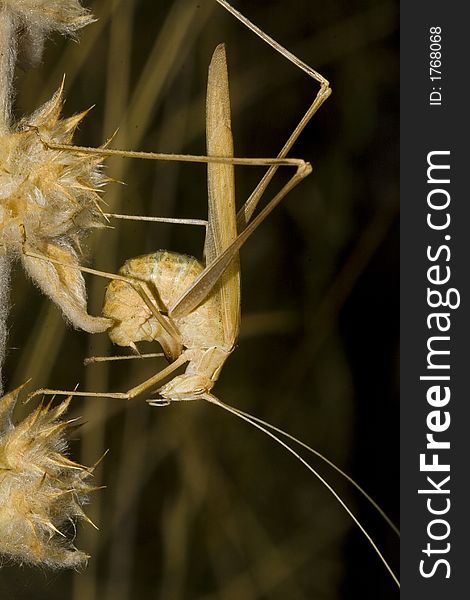 2+ Grasshopper mandibles Free Stock Photos - StockFreeImages