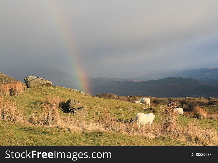 120+ Sheep rocks Free Stock Photos - StockFreeImages