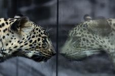 Glass Reflection In Mirror - Free Stock Images & Photos - 232709 ...