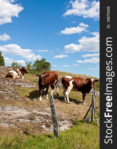 8+ Swedish cows Free Stock Photos - StockFreeImages