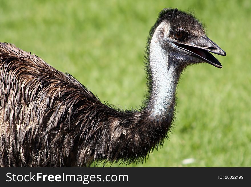 110+ Neck head emu Free Stock Photos - StockFreeImages