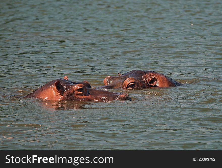 3+ Hippo pair bathing Free Stock Photos - StockFreeImages