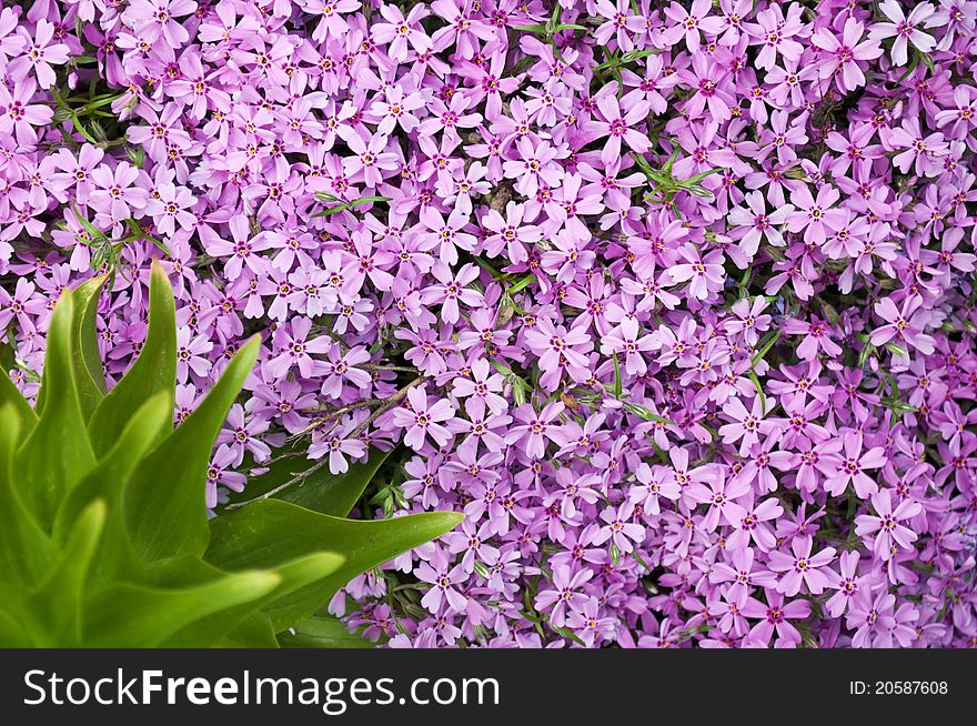 3+ Ping flowers green leaf Free Stock Photos - StockFreeImages