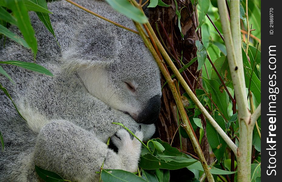 14+ Grey young koala Free Stock Photos - StockFreeImages