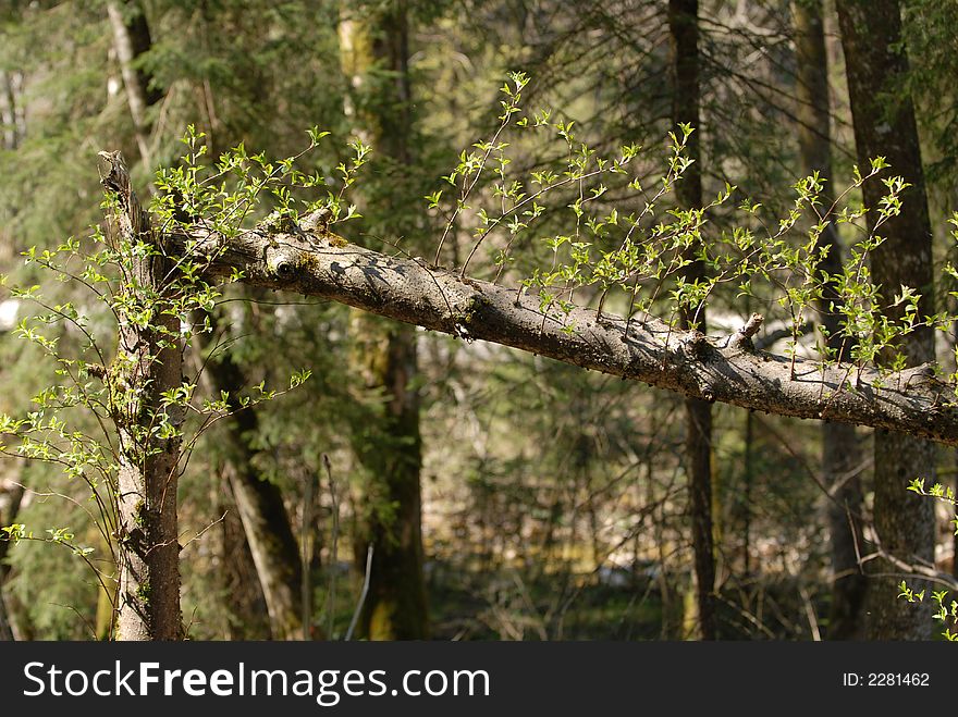 500+ Break tree Free Stock Photos - StockFreeImages