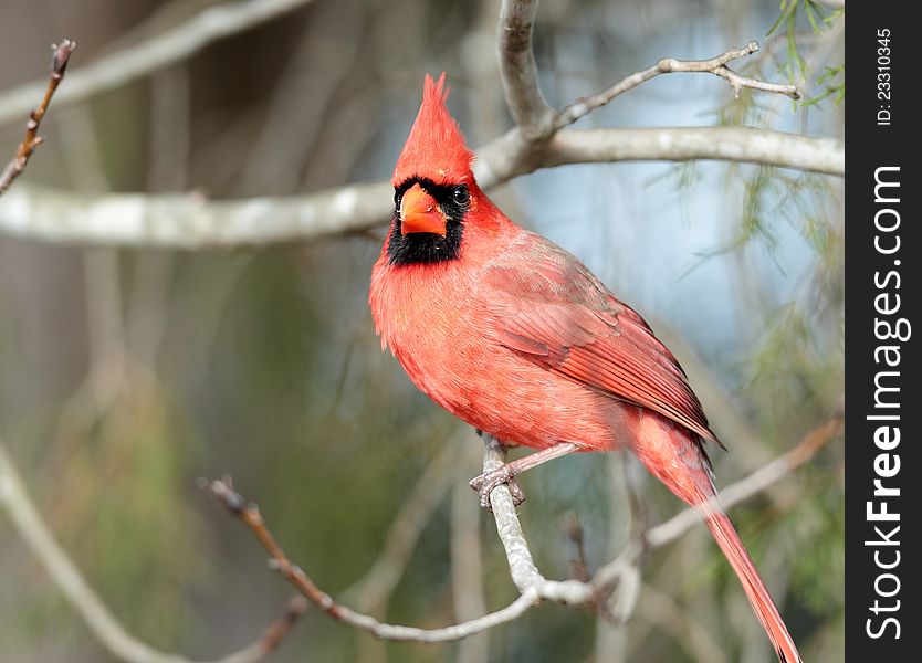 Male Cardinal - Free Stock Images & Photos - 23310345 | StockFreeImages.com