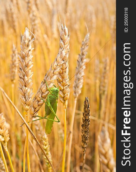 7+ Grasshopper wheat Free Stock Photos - StockFreeImages