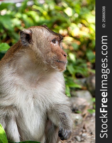 640+ Hairy monkey Free Stock Photos - StockFreeImages