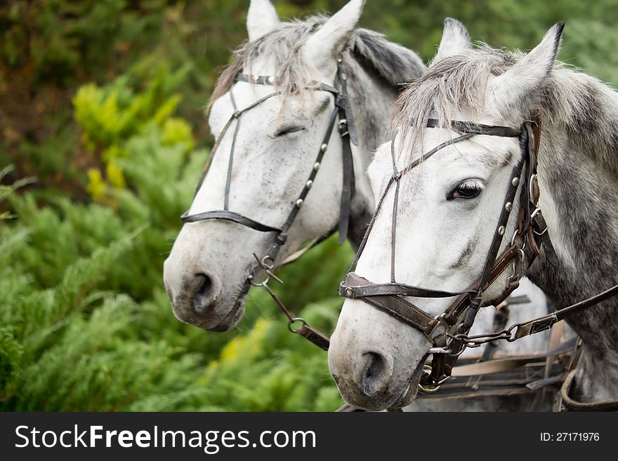 2+ Draft horses pulling Free Stock Photos - StockFreeImages