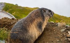 120+ Groundhog Free Stock Photos - StockFreeImages