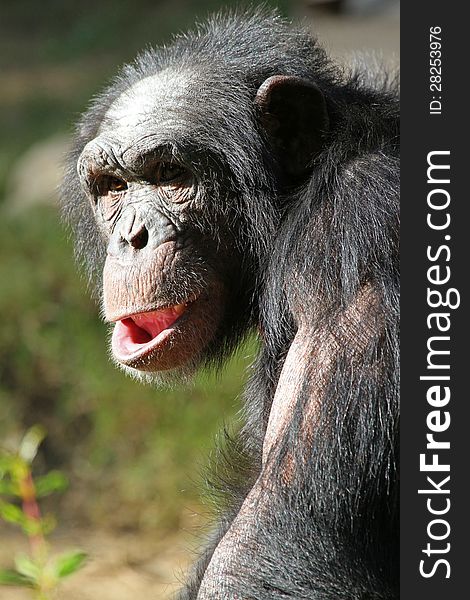 5+ Bald chimpanzee old Free Stock Photos - StockFreeImages