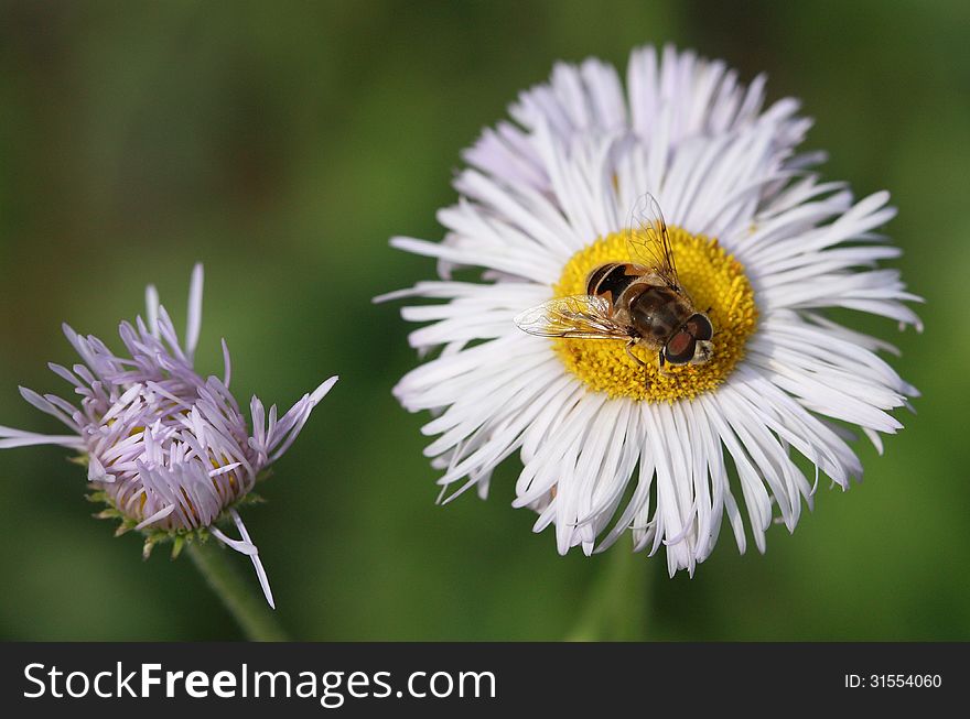 170+ Daisy bee Free Stock Photos - StockFreeImages