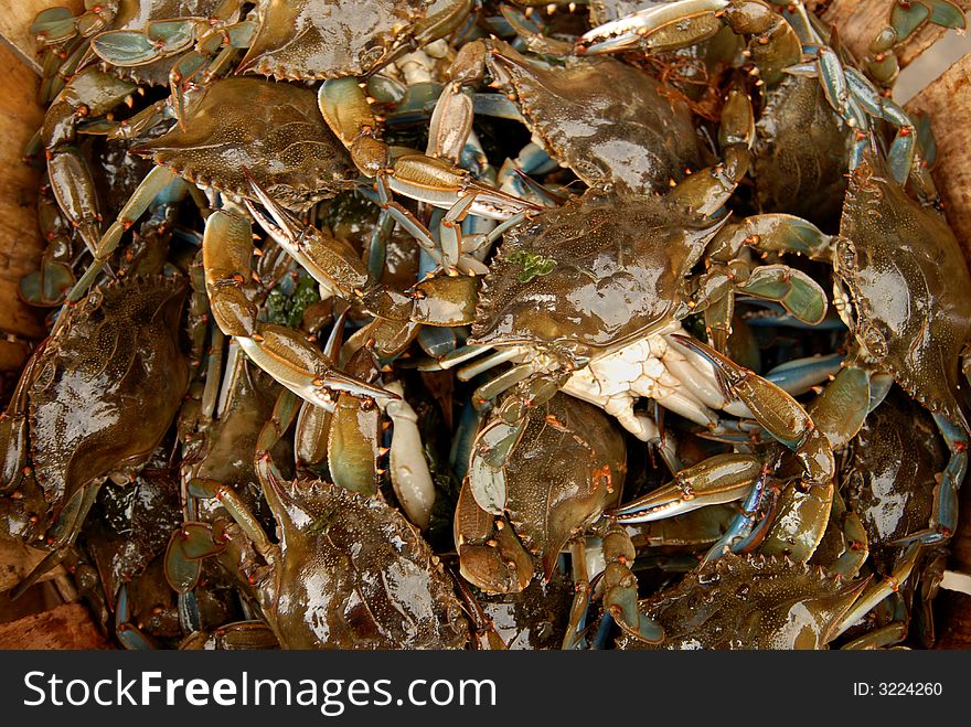 1+ Clawes Free Stock Photos - StockFreeImages