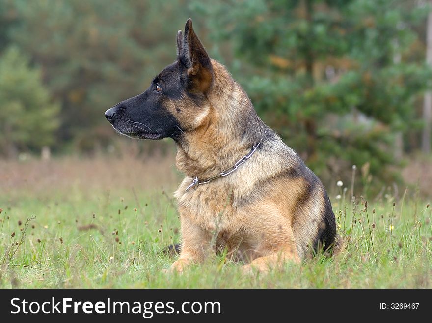 46+ Angry german dog Free Stock Photos - StockFreeImages