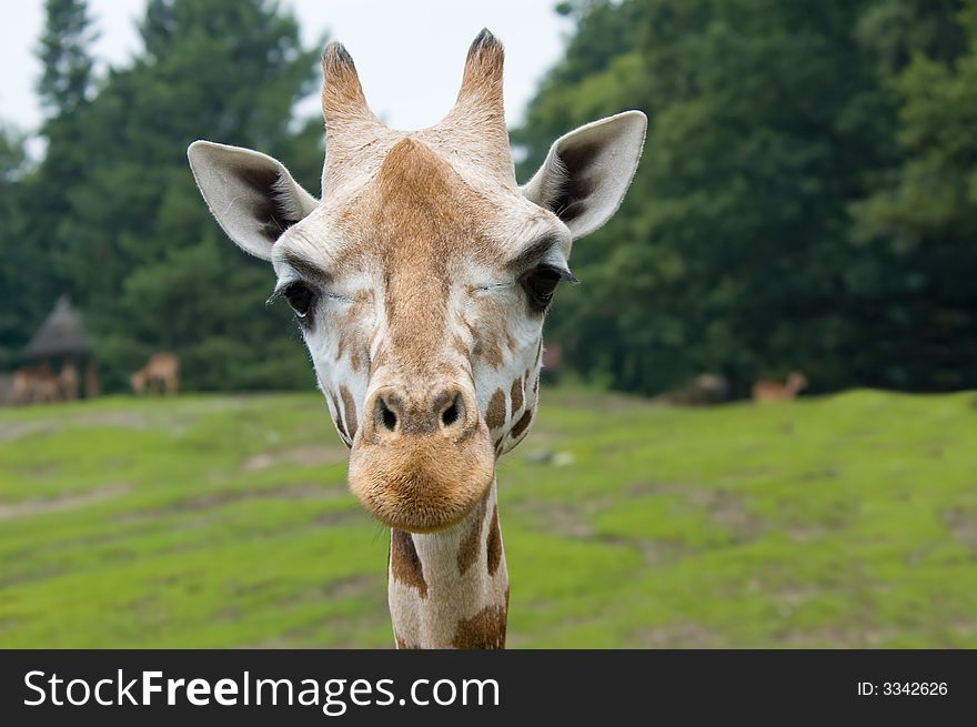 24+ Giraffe looking camera Free Stock Photos - StockFreeImages