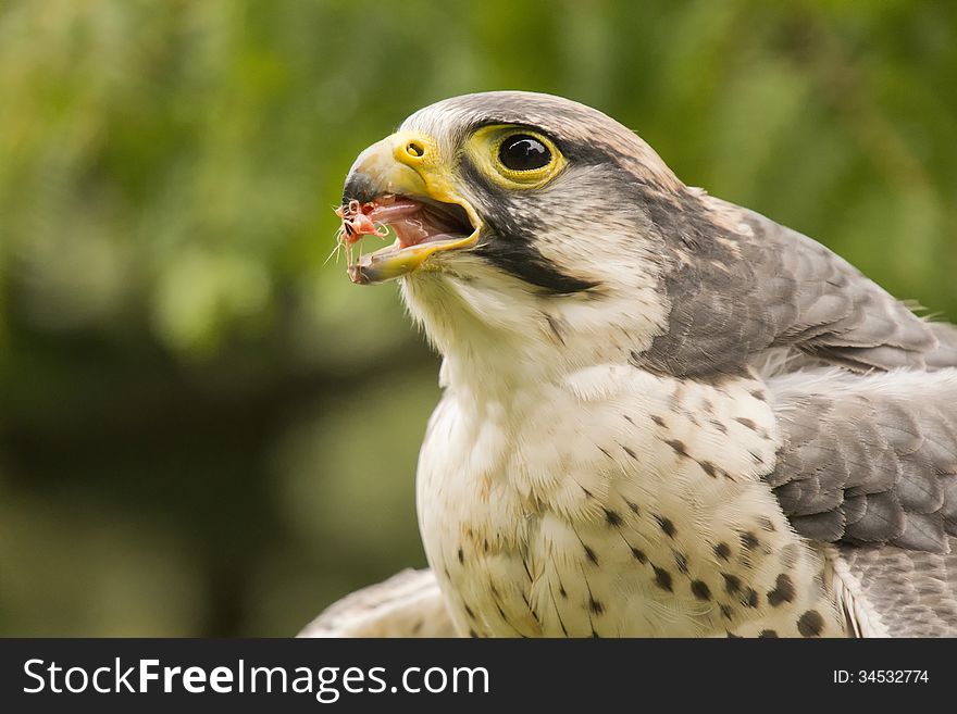 8+ Peregrine falcon eating Free Stock Photos - StockFreeImages