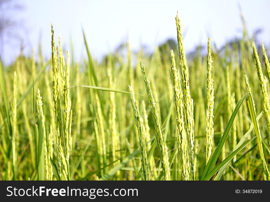 36+ Rice field winter Free Stock Photos - StockFreeImages