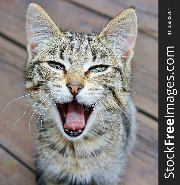 24+ Mewing cat Free Stock Photos - StockFreeImages