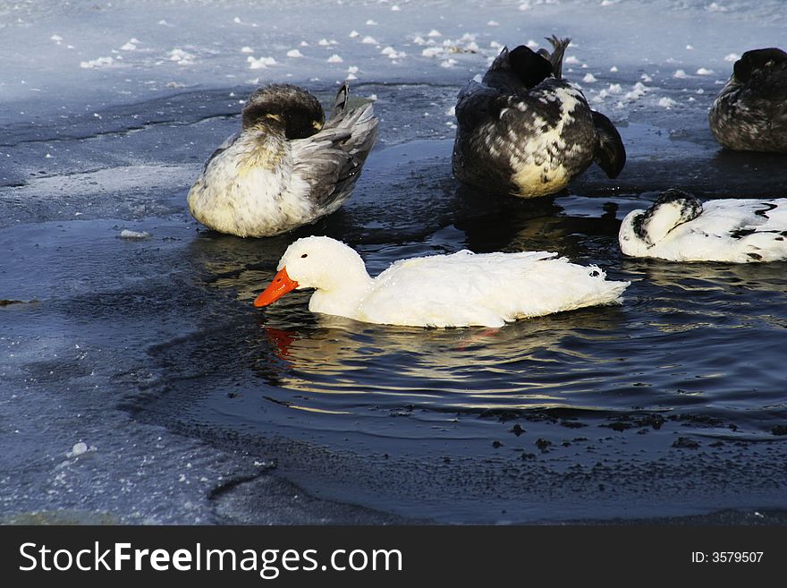 Ducks On Icy Water - Free Stock Images & Photos - 3579507 ... Ducks On Icy Water - Free Stock Images & Photos - 3579507 ...