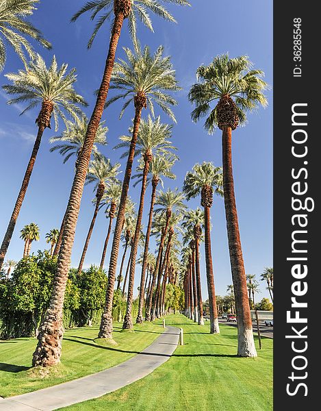 33+ California palm trees sky background Free Stock Photos ...
