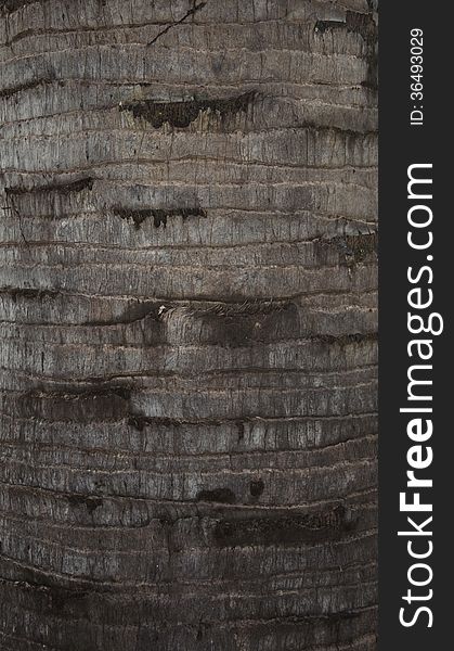 89+ Palm tree trunk texture Free Stock Photos - StockFreeImages