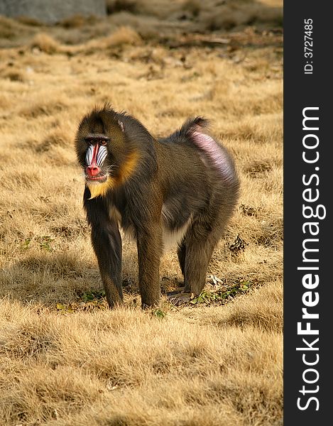 79+ Mandrill Free Stock Photos - StockFreeImages