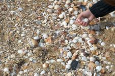1,200+ Seashells Free Stock Photos - StockFreeImages