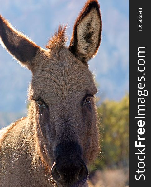 20+ Wild burro Free Stock Photos - StockFreeImages