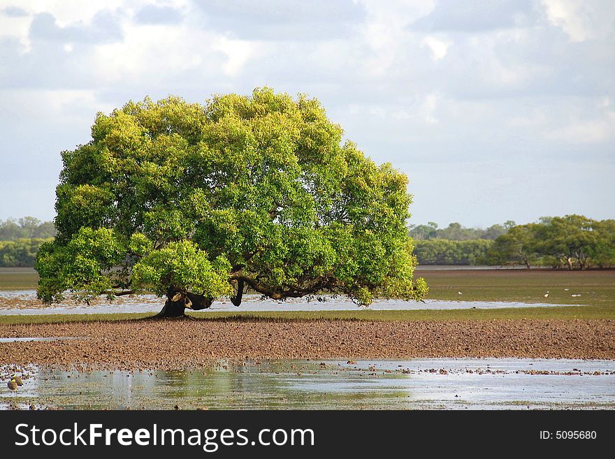 5+ Large mangrove tree Free Stock Photos - StockFreeImages