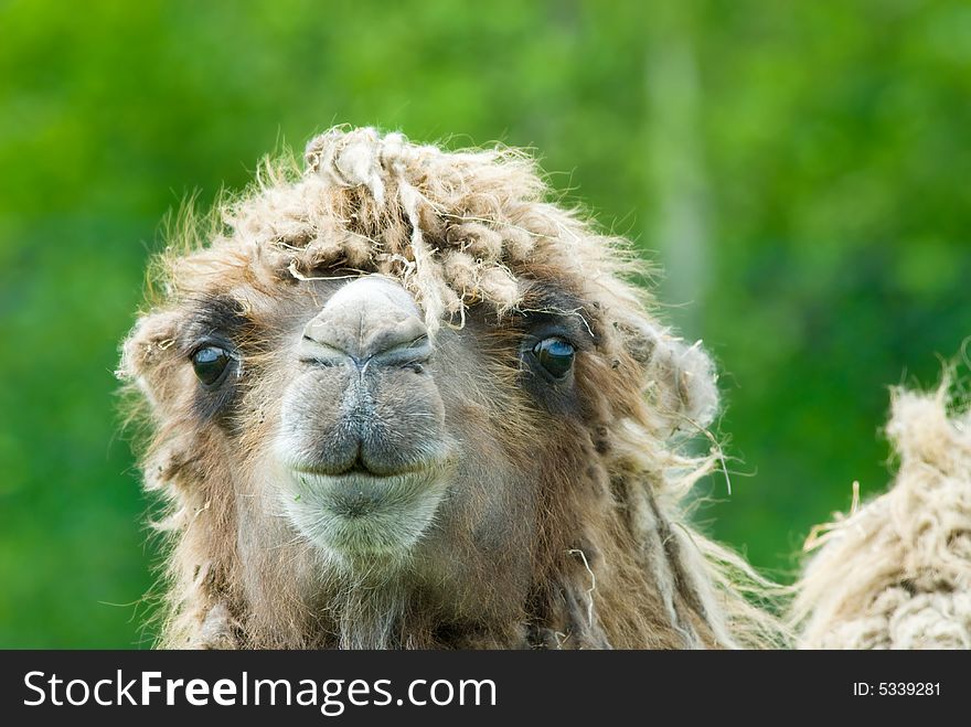 12+ Camel toes Free Stock Photos - StockFreeImages