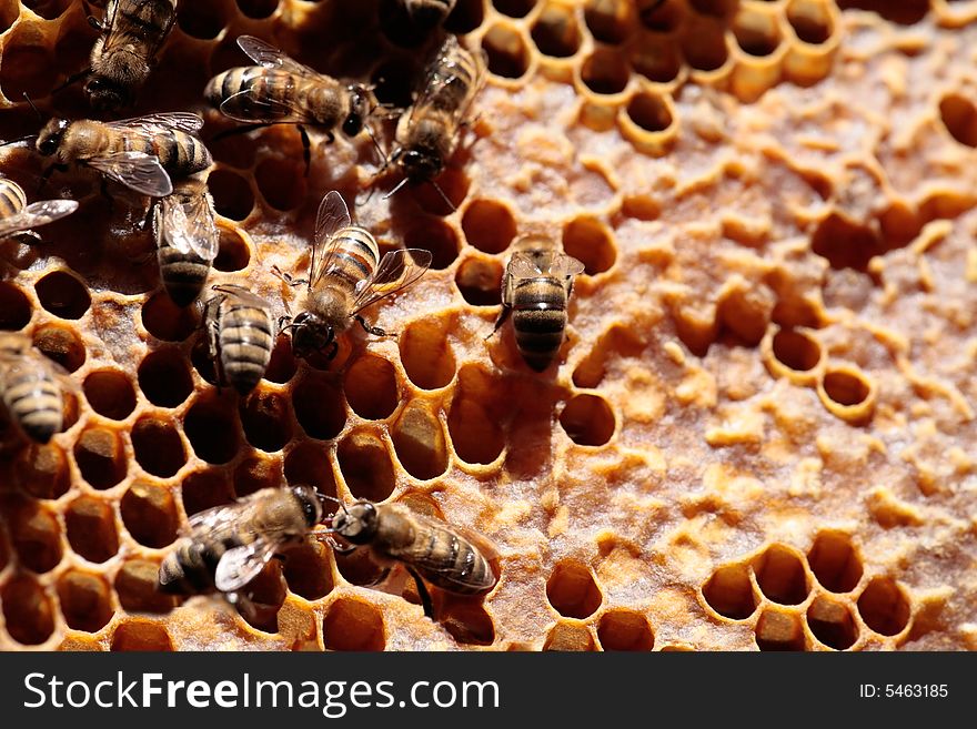 1+ Flying queenbee Free Stock Photos - StockFreeImages