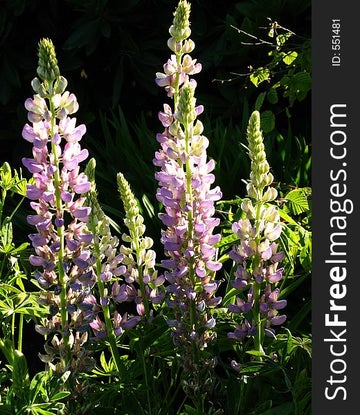 Stalk Flowers Free Stock Images Photos 551481 StockFreeImages