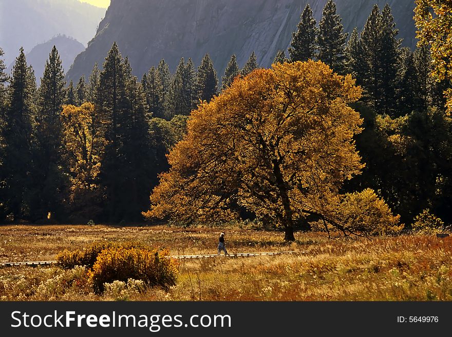 1,100+ Oak tree color Free Stock Photos - StockFreeImages