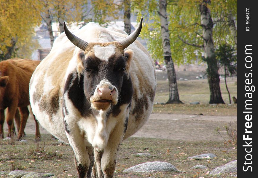 72+ Cute moo cow Free Stock Photos - StockFreeImages