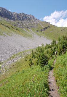 300+ Alpine flowers Free Stock Photos - StockFreeImages