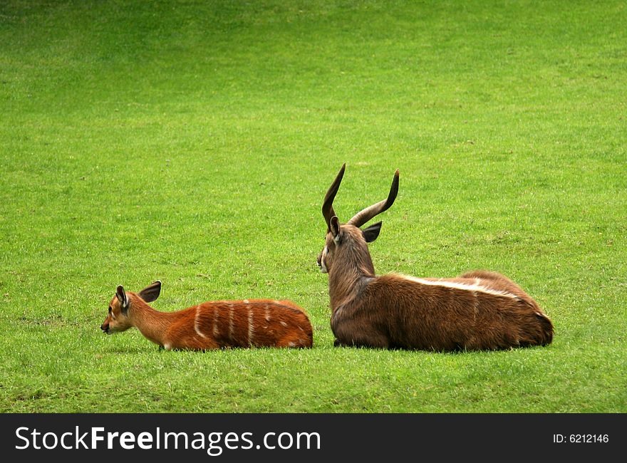 1+ Baby mother antelope green grass Free Stock Photos - StockFreeImages