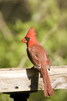 60+ Red cardinal bird perched Free Stock Photos - StockFreeImages