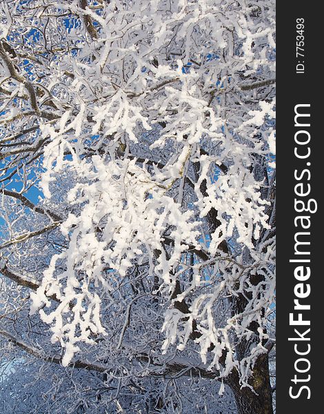 26+ Snow covered twigs winter Free Stock Photos - StockFreeImages