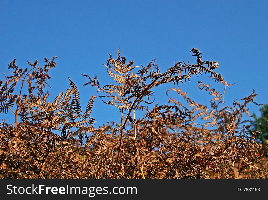 2+ Winter bracken Free Stock Photos - StockFreeImages