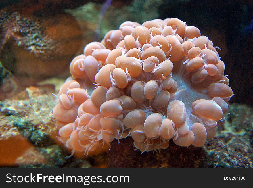 1+ Seaflower Free Stock Photos - StockFreeImages